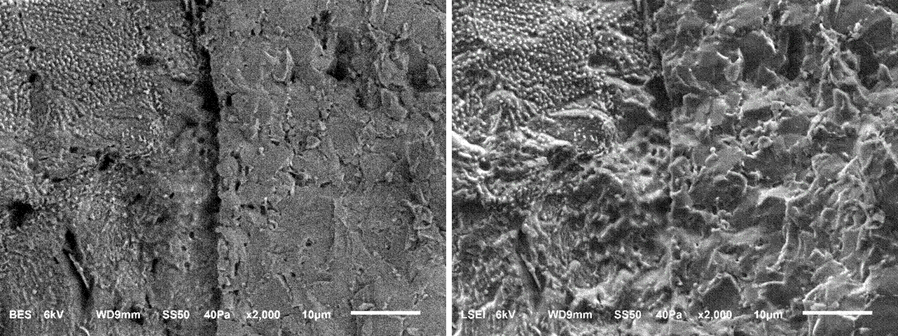 Low Vacuum Secondary Electron Detector | JEOL Resources